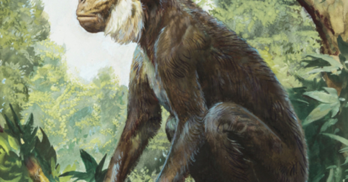 Aegyptopithecus zeuxis Simons - Zdeněk Burian (1905–1981) | 1. Art ...